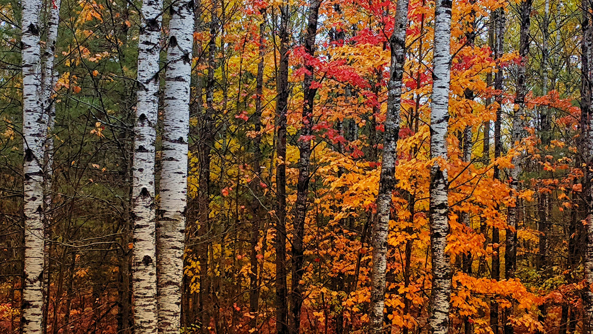 Mitigating Climate Risks to Michigan’s Forestry Industry - SBN Detroit