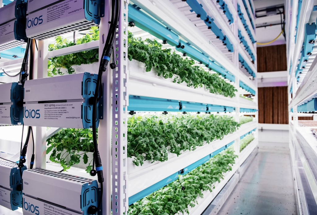 Urban Farming in Detroit - SBN Detroit